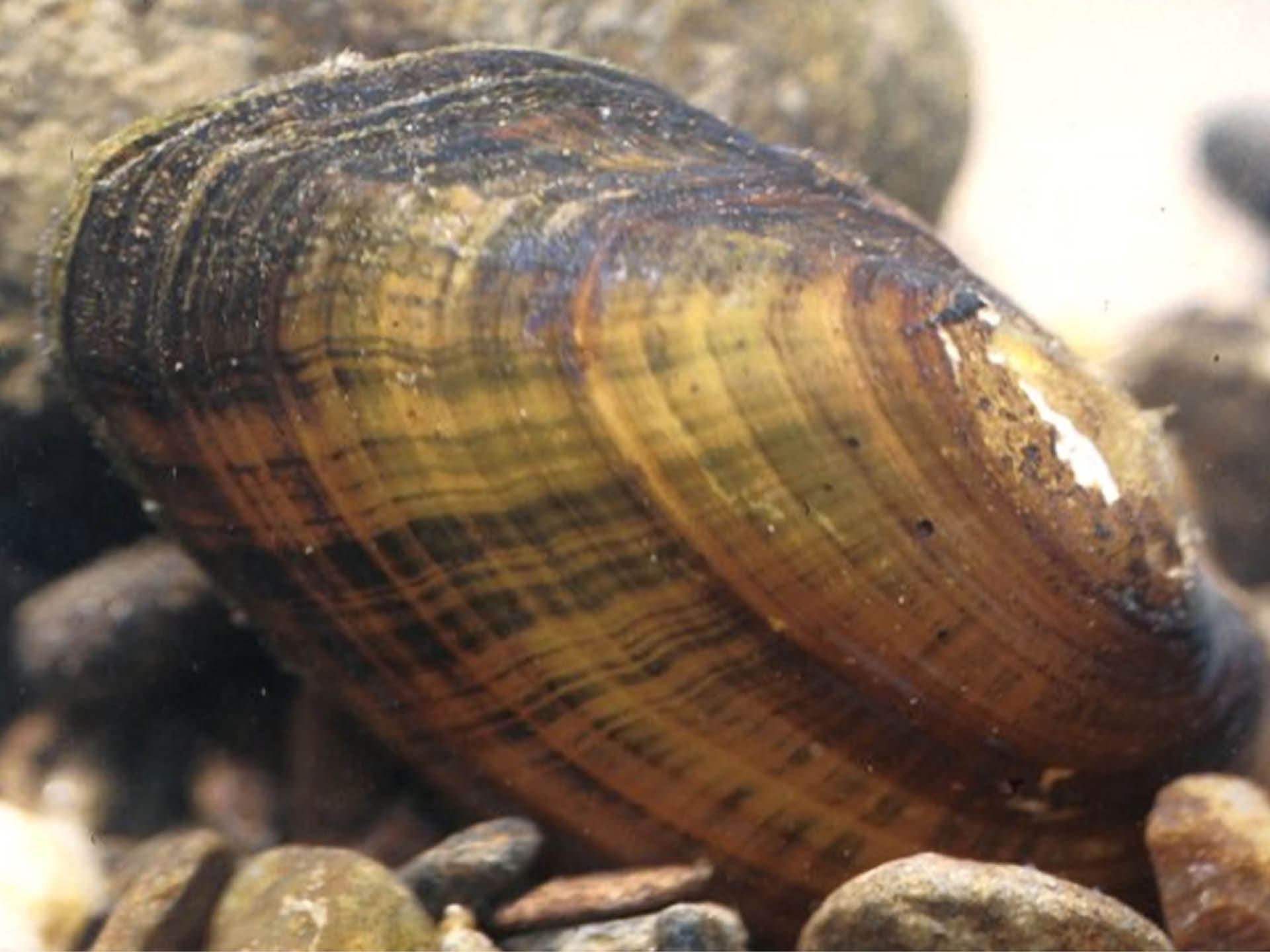 State of Our Rivers Report